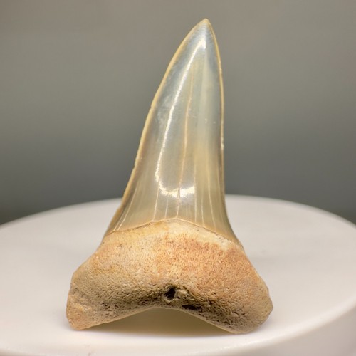 RARE!! 1.31" Fossil Isurus praecursor EXTINCT MAKO Shark Tooth-BONE ...