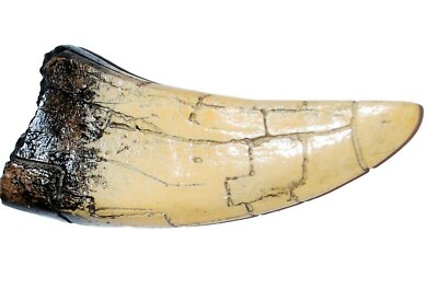 TYRANNOSAURUS TOOTH REPLICA FOSSIL T-REX DINOSAUR JURASSIC RELIC BONE ...