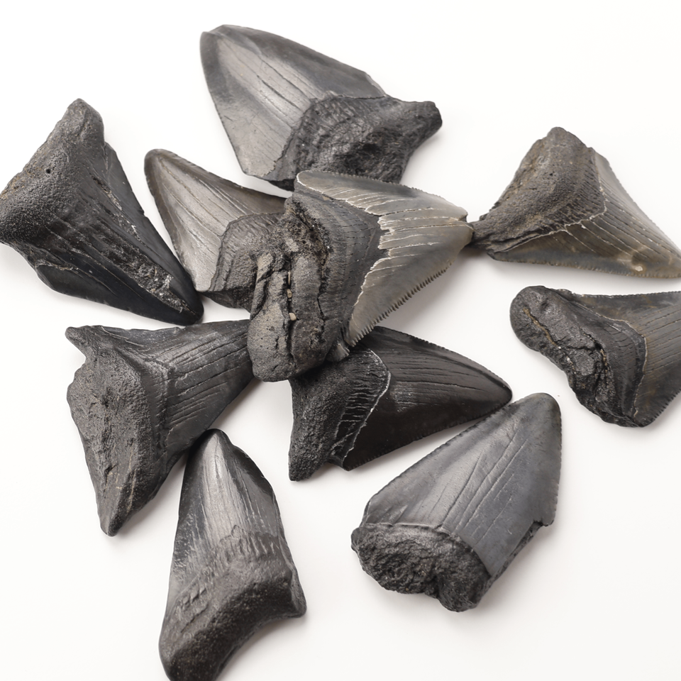 Megalodon Tooth With Display Case | eBay