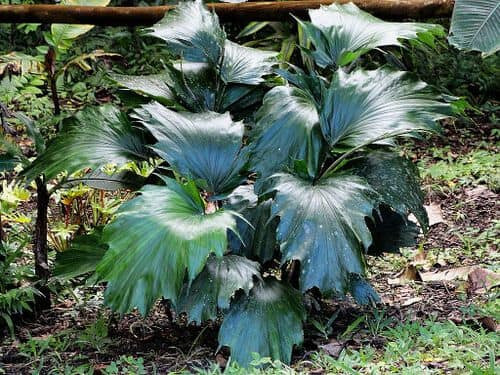 Arenga hookeriana Seeds - Hooker's Fish Tail Palm | eBay