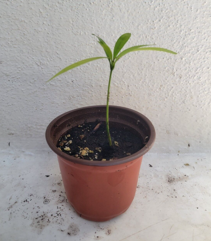 Achacha small fruit tree seedling Garcinia Humilis achachairú | eBay
