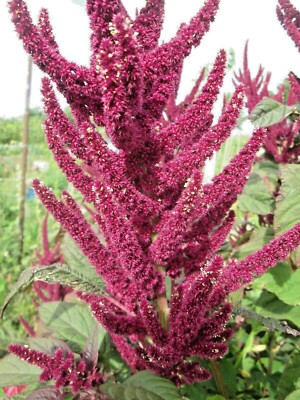 AMARANTH GREEK PURPLE - 100 SEEDS - BUY 1 GET 1 FREE | eBay UK