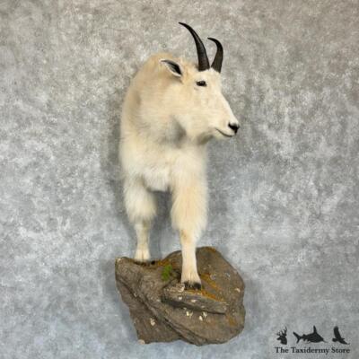 #29623 WC | Mountain Goat Life-Size Taxidermy Mount For Sale | eBay