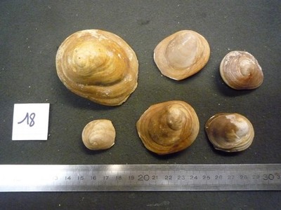 040.01 C - VELATES SCHMIEDELI - LOT N°18 X 6 - FOSSILE DU BASSIN ...
