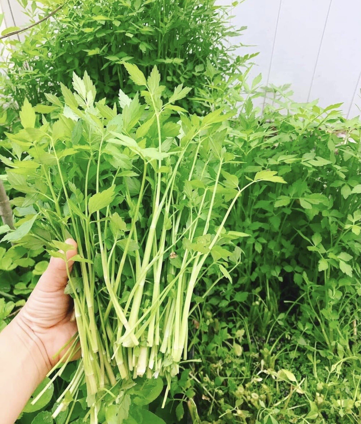 17HealthyWater Dropwort Water Parsley Japanese parsley Water Celery Rau ...