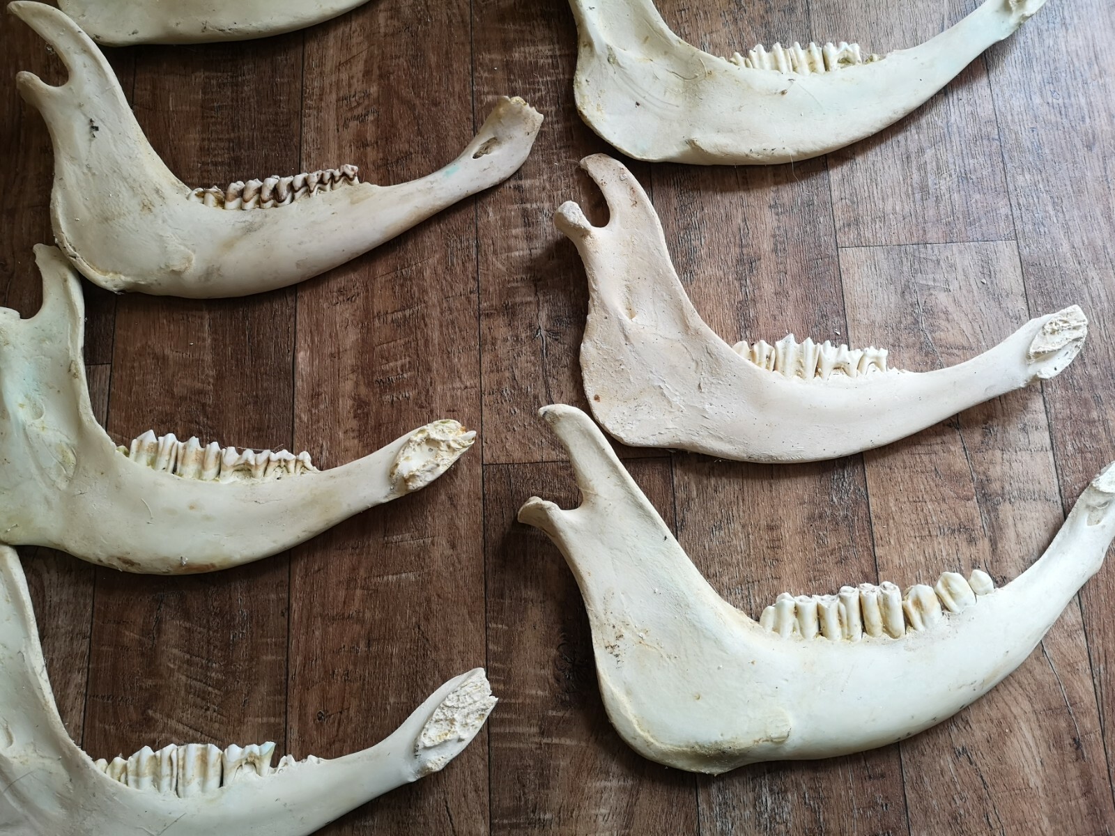 10x Echte Unterkiefer Hälfte Schädel Rotwild Hirsch Wild Präpariert | eBay
