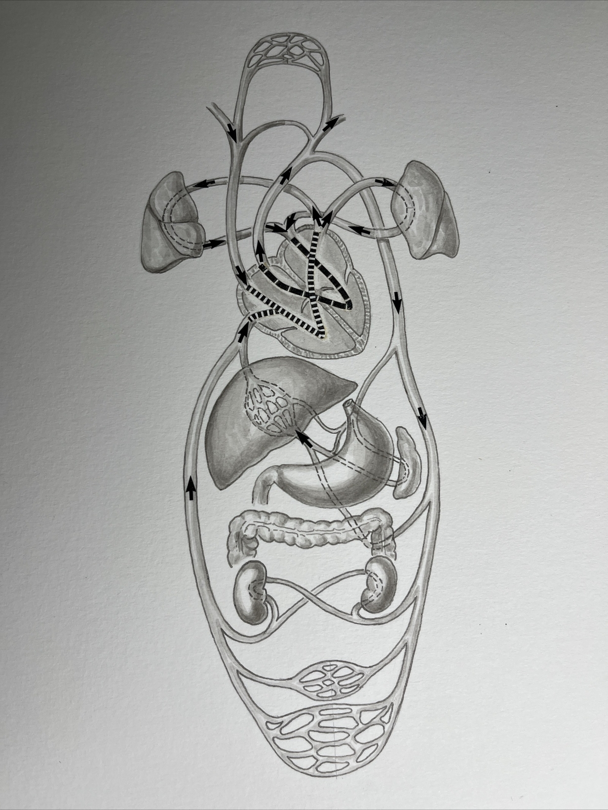 Blutkreislauf - Barbara Ruppel 1986 - Anatomische Zeichnung | eBay.de