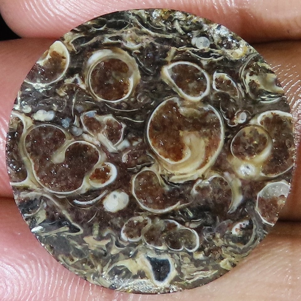 Naturel Turritella Agate Rond Cabochon Ample Gemme 30.40 CT 27x00x4 MM ...
