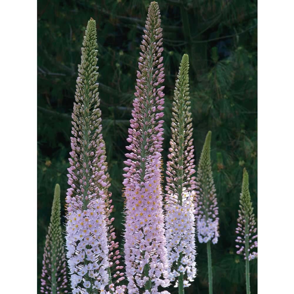 3 EREMURUS ROBUSTUS(FOXTAIL LILY) V LARGE BULBS PINK PERENNIAL GROWS ...