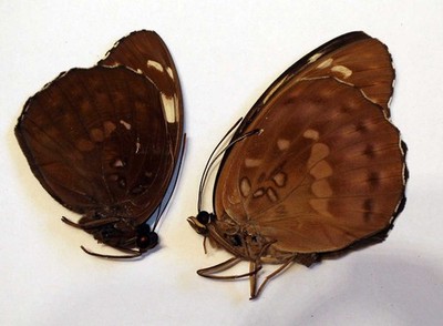 LEXIAS AEETES BUTUNGENSIS - unmounted PAIR | eBay