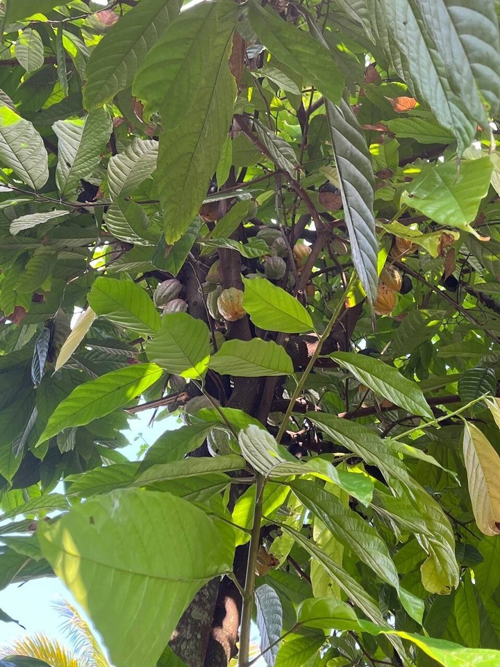 SUN DRIED COCOA CACAO Leaves Herbal Leaf Chocolate TREE 100% Organic ...