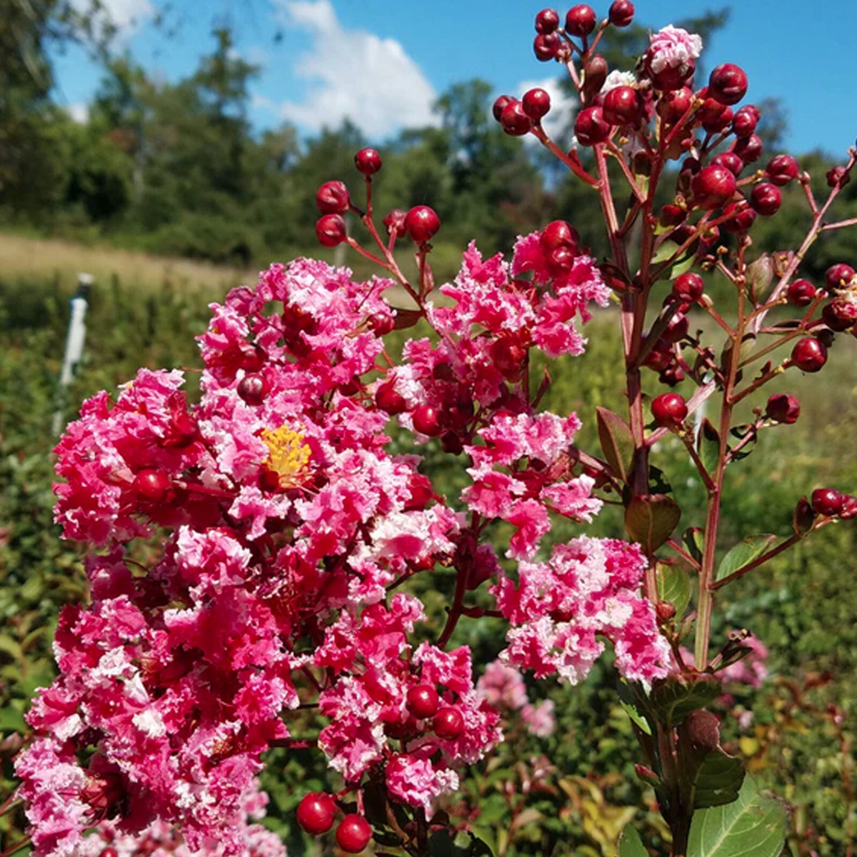 Crepe Myrtle Tattoos Crepe Myrtle Lagerstroemia Seeds Purple Orange