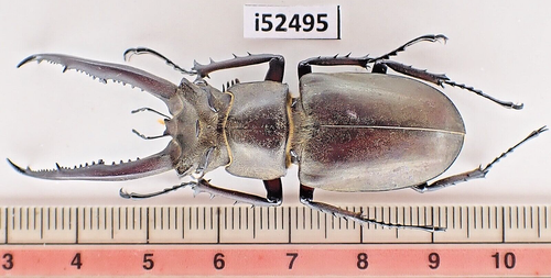 i52495. Insects, butterflies: Lucanidae sp. Vietnam. Yen Bai | eBay