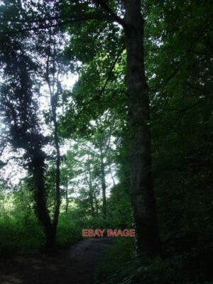 PHOTO THE SEVERN WAY THROUGH EYMORE WOOD 2009 | eBay UK