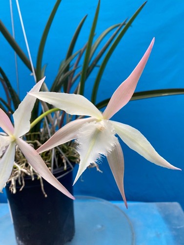 Rcv. David Sander (Rhy. digbayana X B appendiculata) Red White Orchid 4 ...