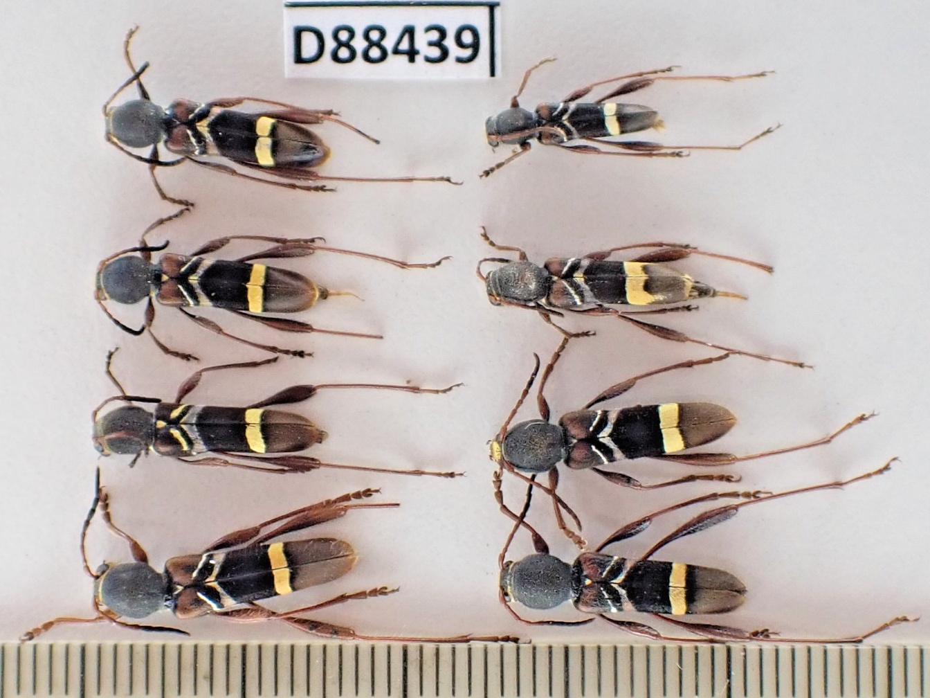 D88439. Insects, Cerambycidae sp. Vietnam North. 1900m | eBay UK