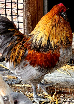 12 NPIP/AI CLEAN VARIETY BEST LAYING BANTAM BREEDS HATCHING EGGS RIRB ...