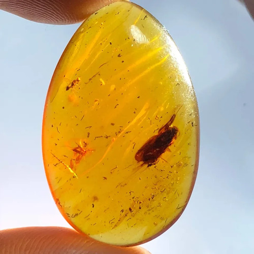 Burma's natural amber insect amber from the Cretaceous period Insect ...