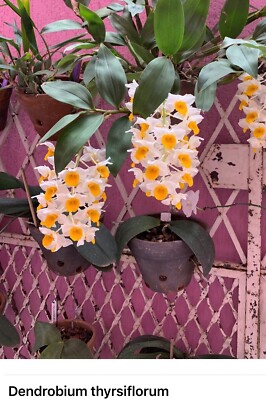 Orchid Dendrobium thyrsiflorum - bare root | eBay