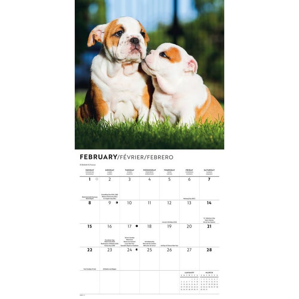 Carousel Calendars, Bulldog Puppies 2026 Mini Wall Calendar, 7'' X 7 ...