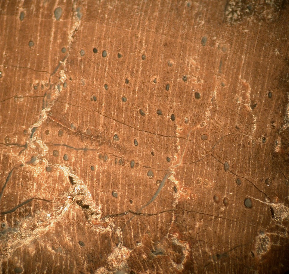 SiS: HUGE & RARE Black 14" Hampton Butte Petrified Wood Slab - Fossil ...