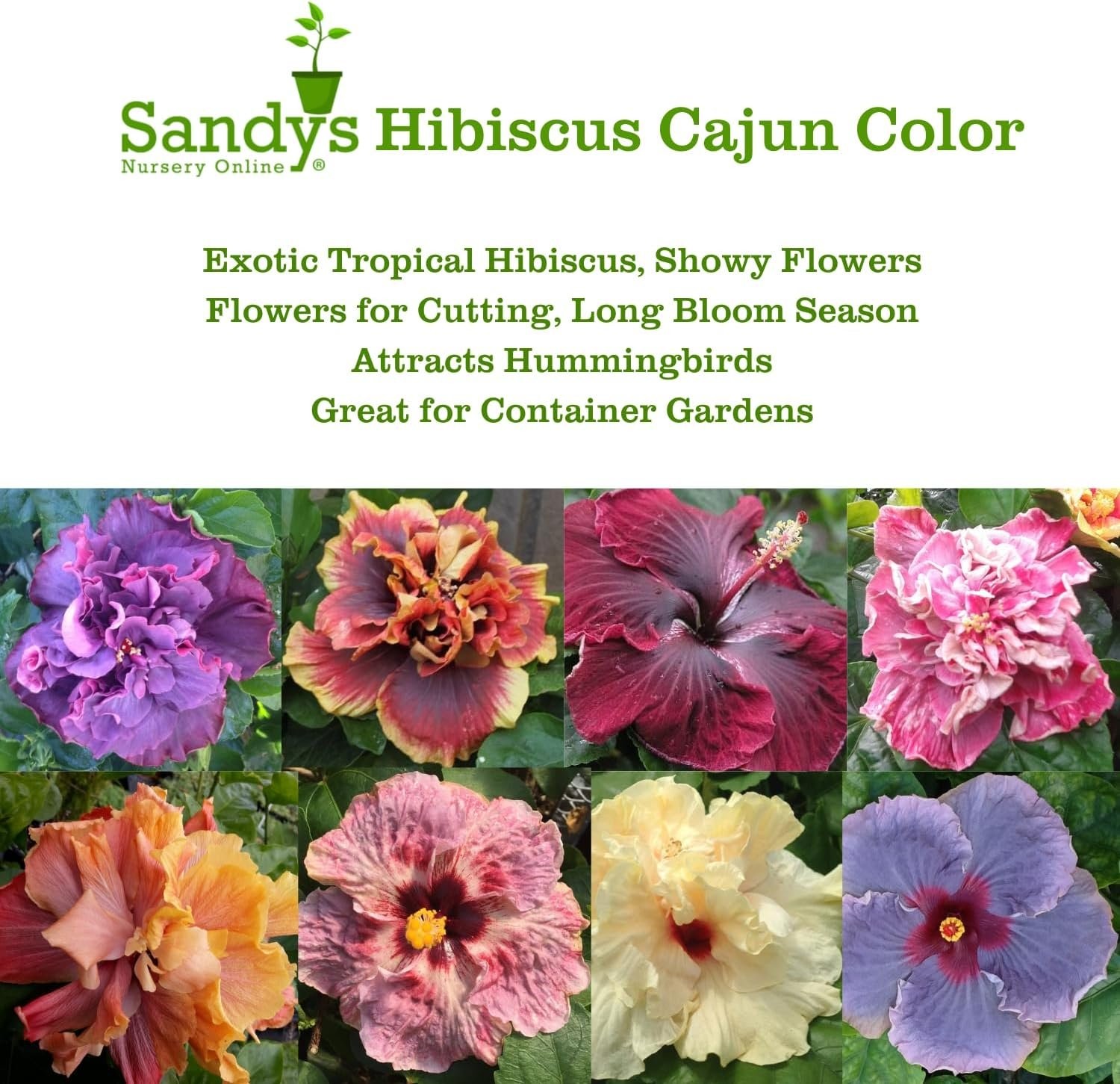 Hibiscus Cajun Color Live Plant, Tropical Strawberry Starter Plant | eBay