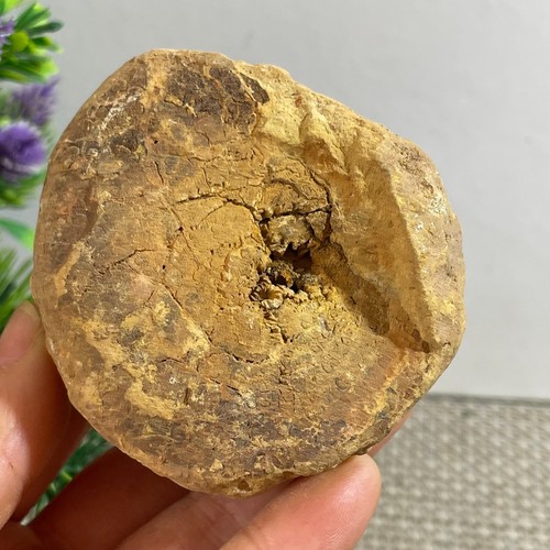 Rare Natural Untreated Madagascar Natural Conch Fossil Specimens 115g d266 | eBay