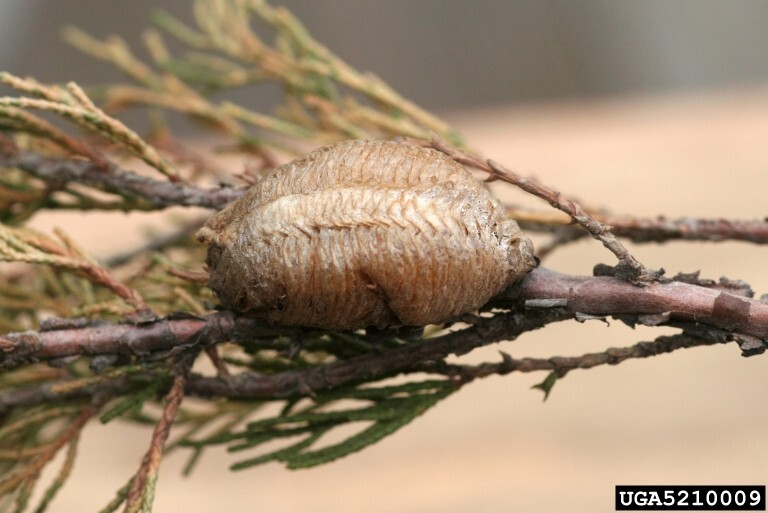 1 European Praying Mantis Egg Case Fresh Picked 2026 crystal clear ...