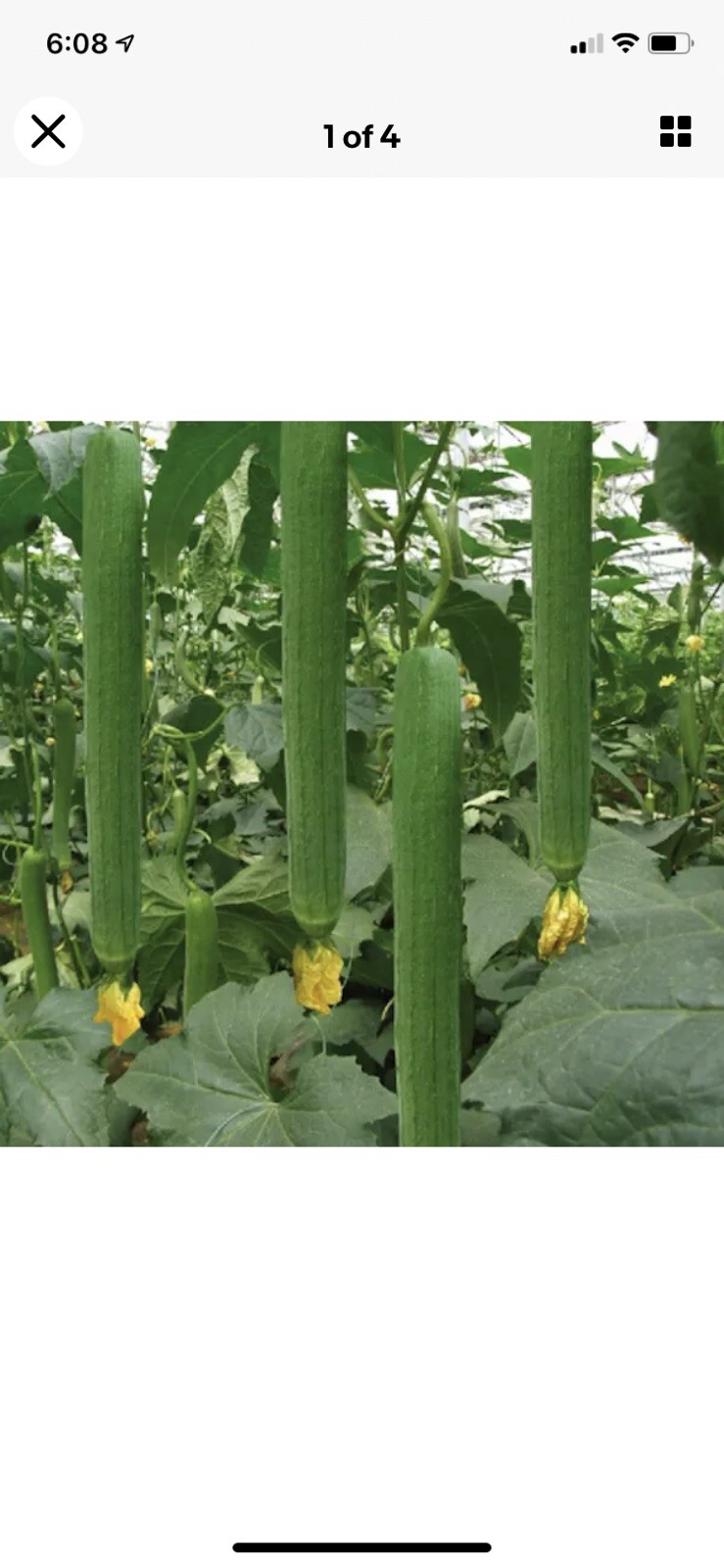 15+ Sponge dishcloth Gourd Seeds Luffa Gourd Smooth Loofah Chinese ...