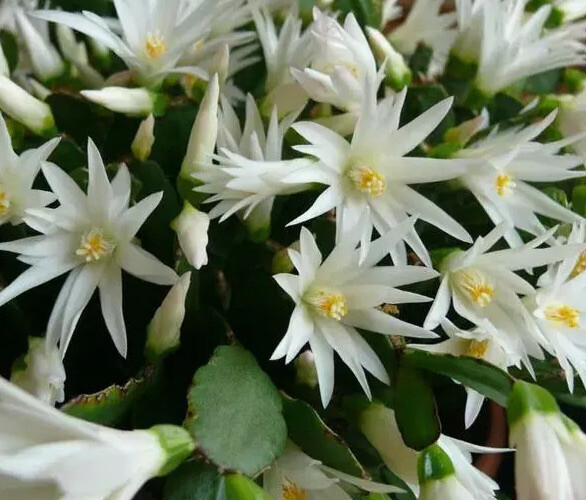 Spring Easter Cactus White Sunrise Rhipsalidopsis Hatiore 3 Plants | eBay