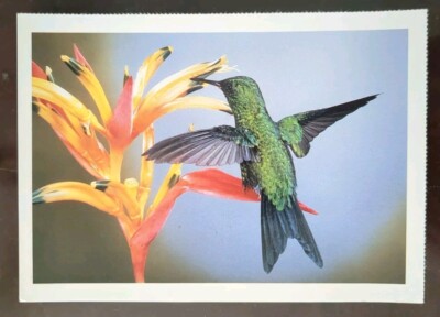 The Puerto Rican Emerald (Chlorostilbon Maugaeus) - 1990, Rough Edges ...