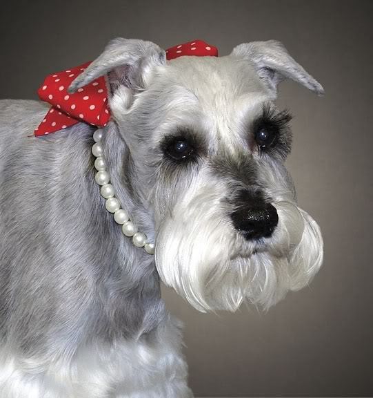 PET SUPPLIES DOG COSTUME HOLIDAY DRESS-UP FUN POOCHIE PEARL NECKLACE w ...