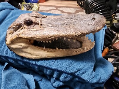 Gator Head 10 Inch Real Alligator Head Taxidermy | eBay