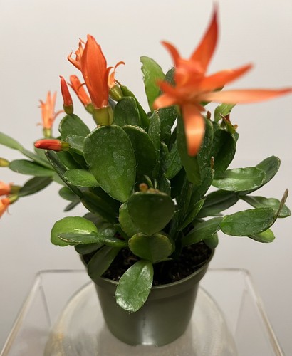 Spring Cactus Orange Easter Cactus Rhipsalidopsis Hatiora Sunrise 3 ...