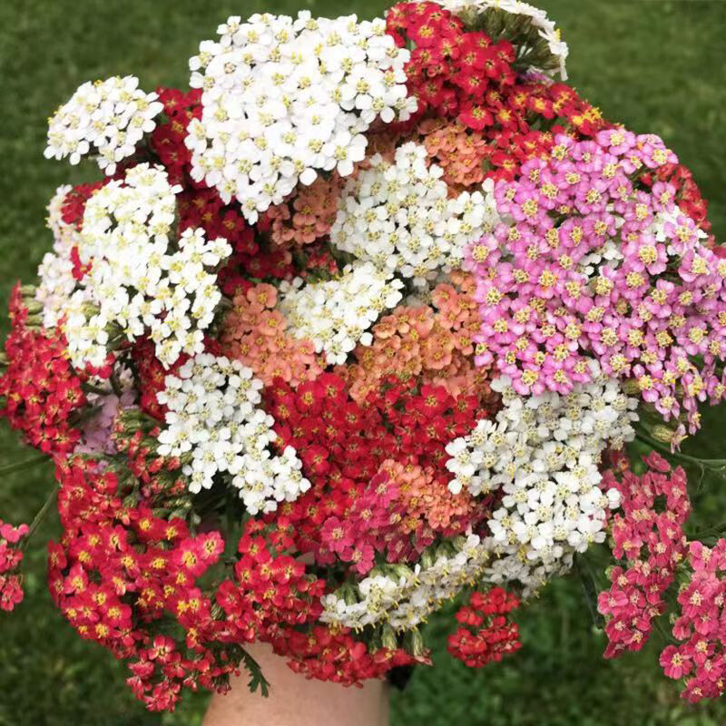 200 seeds YARROW Achillea Millefolium Pastel mix flower seeds | eBay