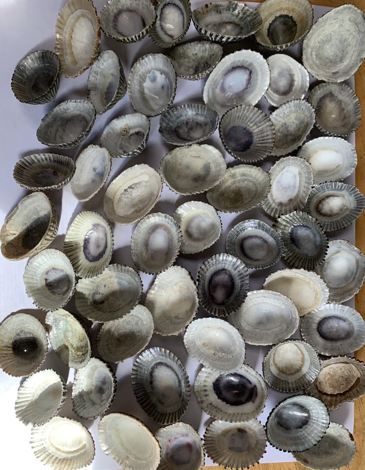 56 Large Hawaiian Opihi (limpet) Shells Grade A | eBay