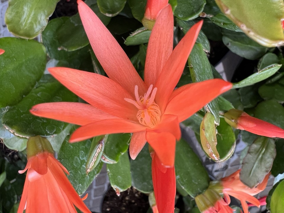 Spring Easter Cactus Orange Flowering Potted Rhipsalidopsis Hatiora - 3 ...