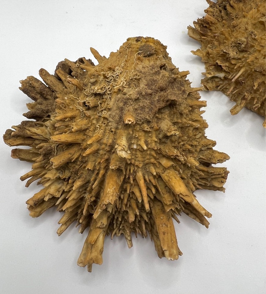 GIANT SPONDYLIDAE SPONDYLUS 177mm 7 in SPINY 2 PIECE CLAM SEA SHELLS ...
