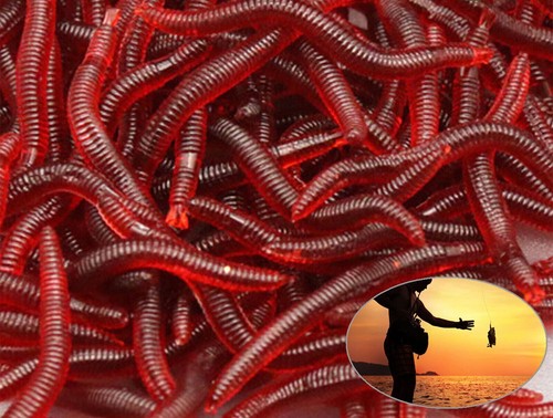 50x Bloodworm Soft Plastic Lure Fishing Worm Bait Red Bloodworms Artificial Bait | eBay Australia