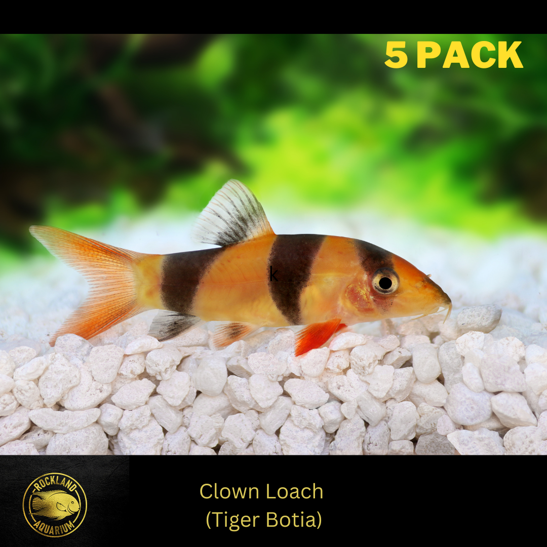5 pack LARGE Clown Loach - Chromobotia macracanthus - (5x) Live Fish (2 ...