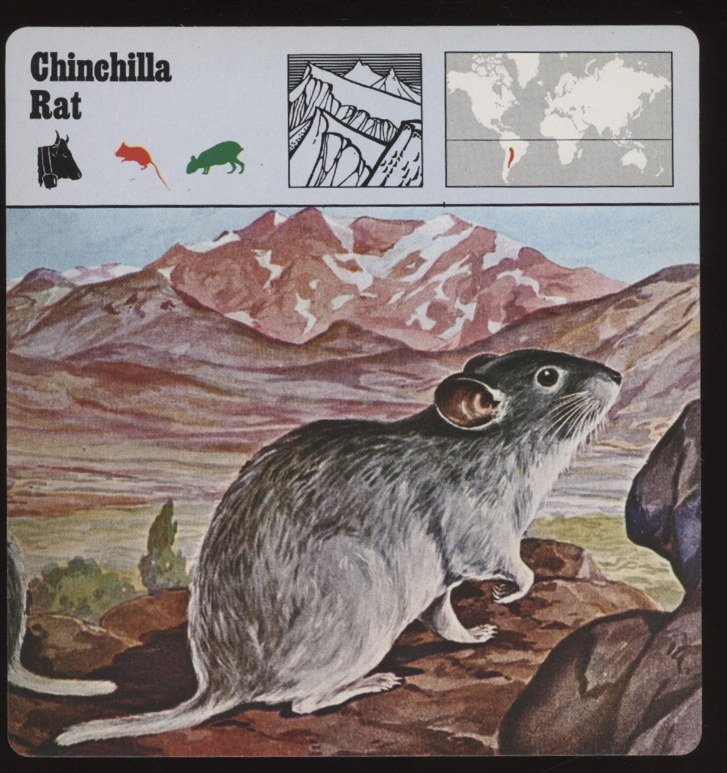 Chinchilla Rat Safari Cards Rencontre Mammals | eBay
