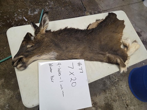 Taxidermy Cape Tanned Hide Deer Buck Antlers | eBay