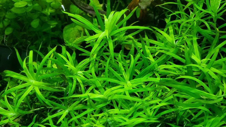 Heteranthera Zosterifolia, Stargrass +EXTRA, No Snail, No Algae | eBay