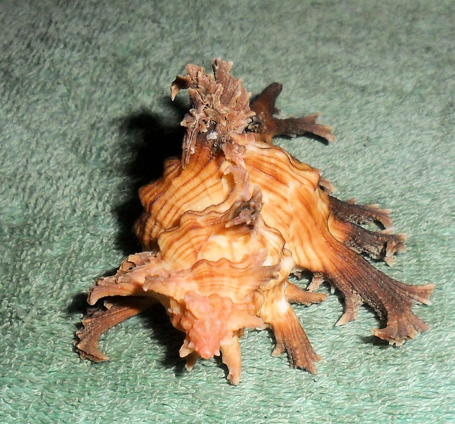 RFM 788829 Murex Chicoreus spectrum Reeve 1848 78.8 mm with operculum ...