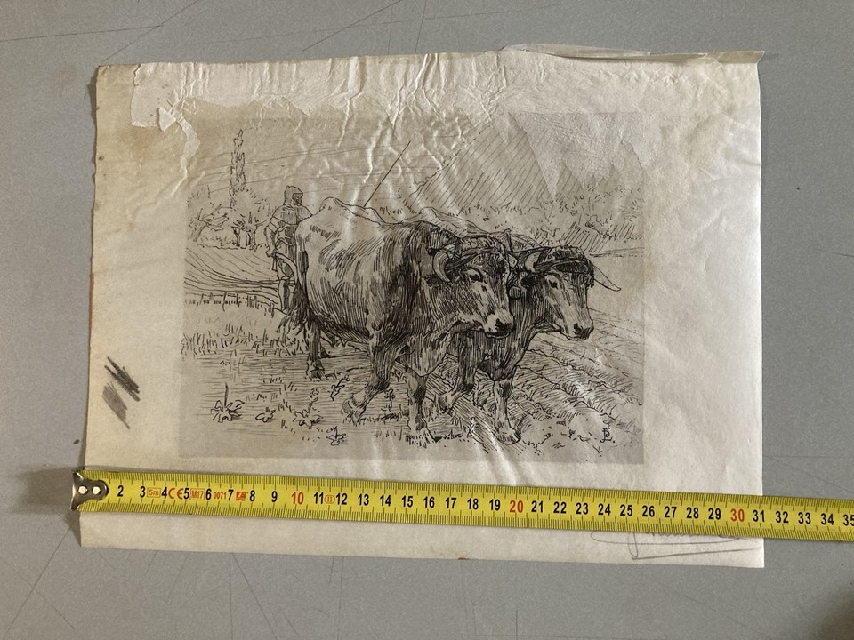 Beautiful Engraving 19th Century On Real Vellum Jean Paul Laurens Oxen ...
