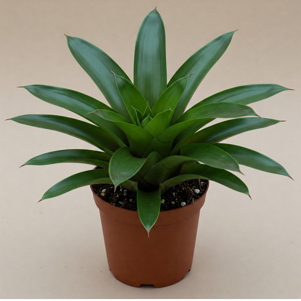 Guzmania Bromeliad Pink In 6"Pot Floweing Houseplant Great Gift For ...
