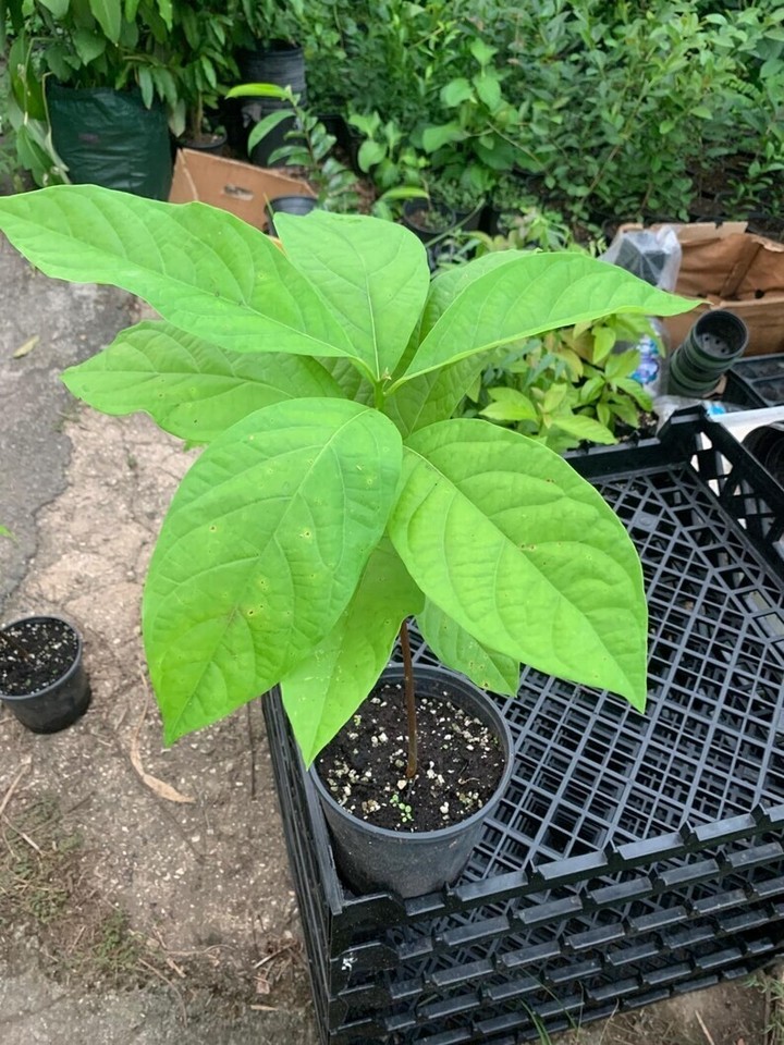 Lamb Hass Avocado Tree 1–2ft – Live Fruit Plant for Garden (No CA or HI ...