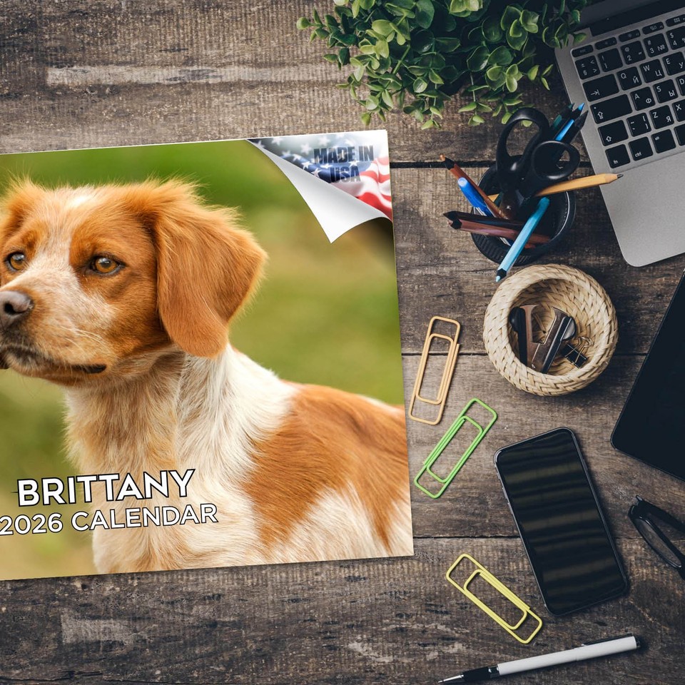 Brittany Dog Breed Calendar 2026 12x18 Made in USA | eBay