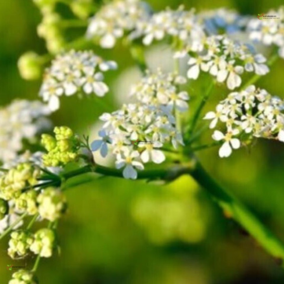 Vertigoheel HEEL 50 tab vertigo , dizziness , tinnitus , motion 1/3/5 ...