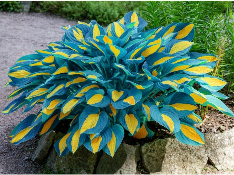 200pcs,Yellow Hosta Seeds for Planting Blue Hosta Plant Seeds Low ...